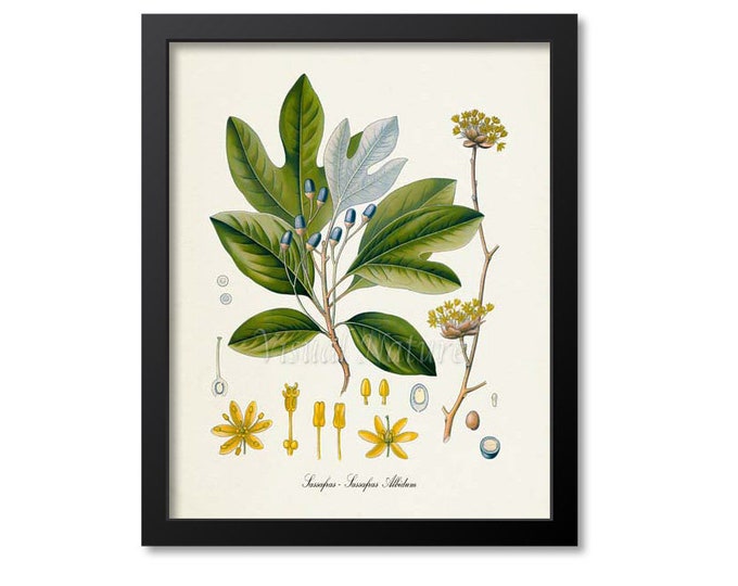 Ginger Botanical Print Ginger Botanical Art Print Ginger - Etsy
