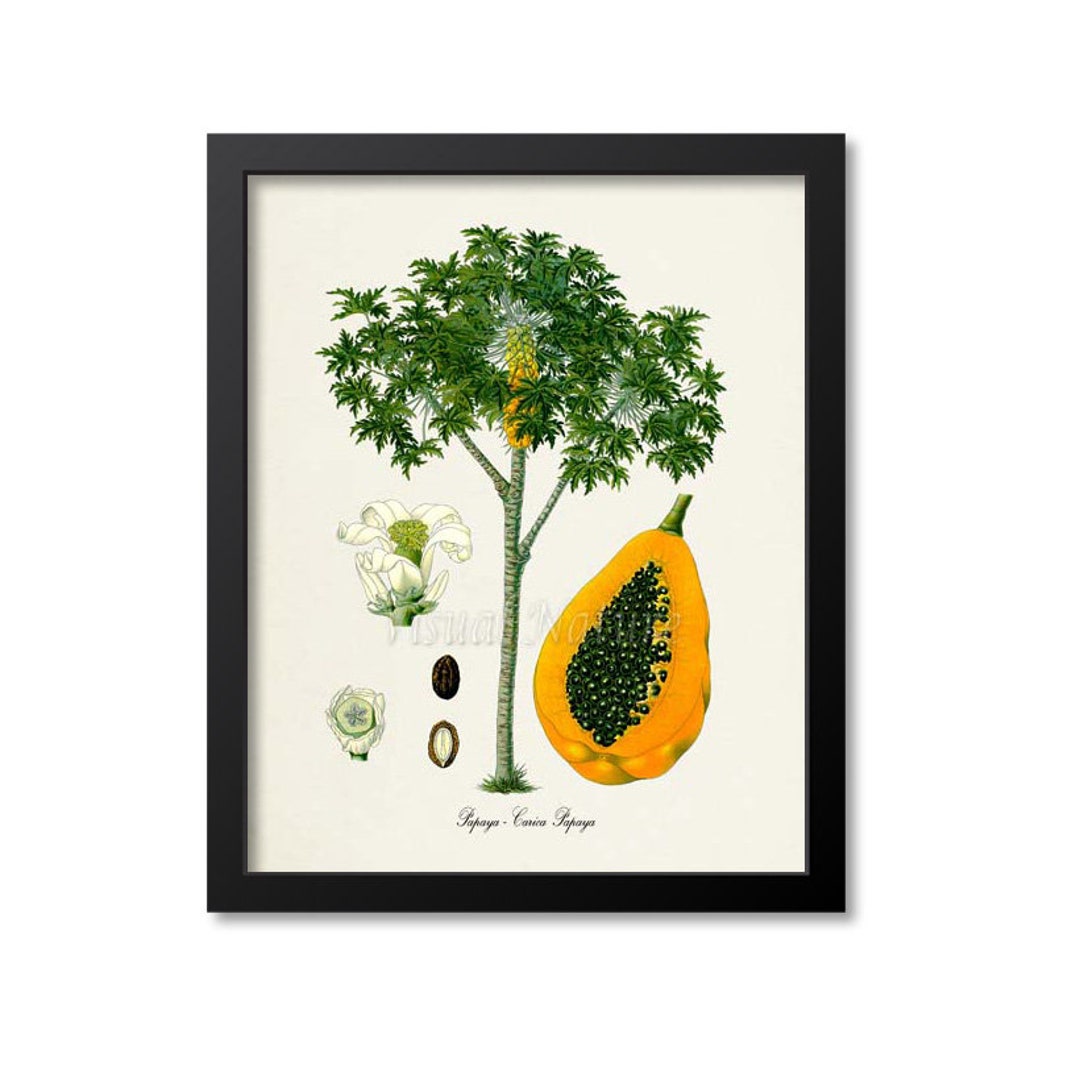 Papaya Botanical Print, Papaya Botanical Art Print, Papaya Wall Art ...