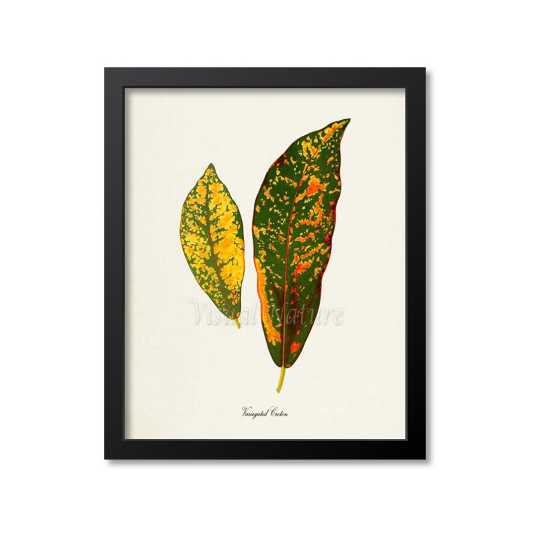 Variegated Croton Art Print, Variegated Croton Botanical Art Print ...