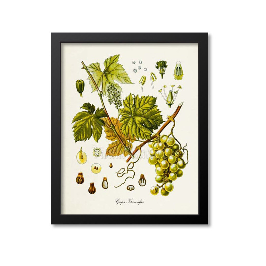 Grapes Botanical Print, Grapes Art Print, Wall Art, Fruit Art, Fruit ...