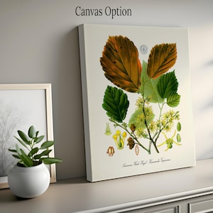 American Witch Hazel Botanical Print, American Witch Hazel Botanical ...