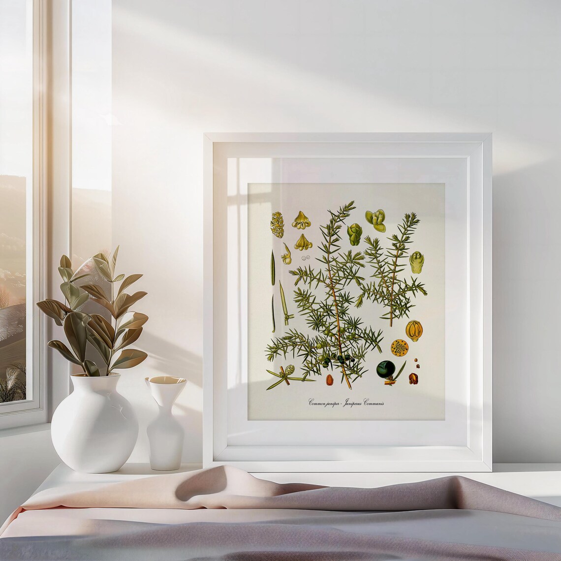 Juniper Botanical Print, Juniper Botanical Art Print, Juniper Wall Art ...