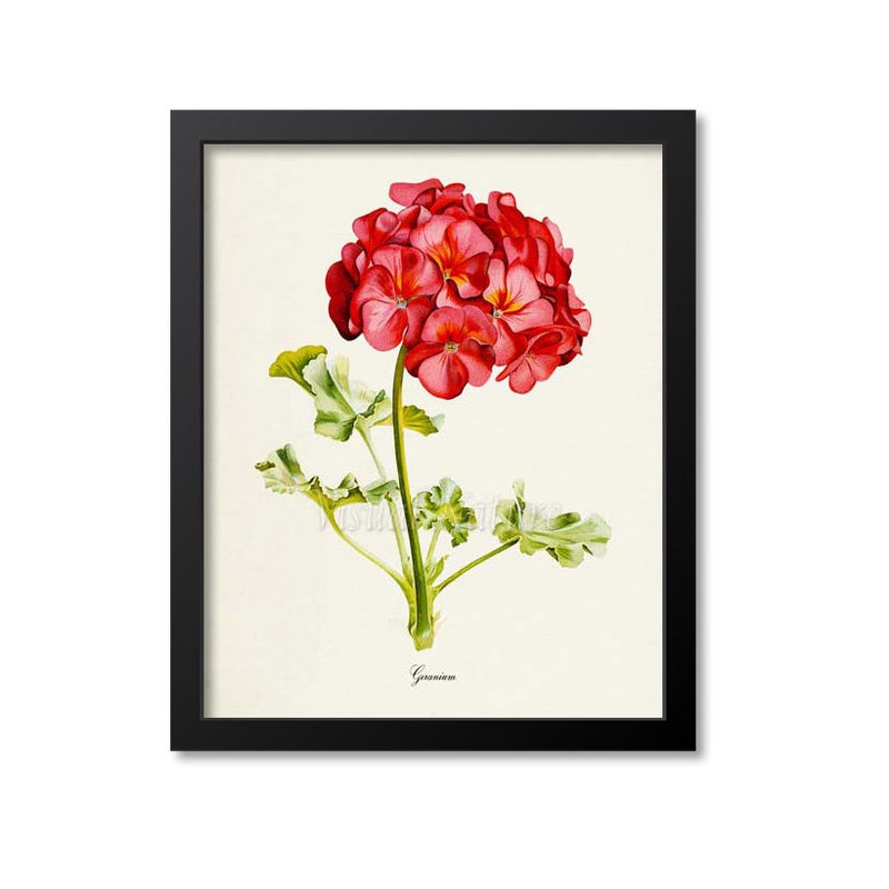 Geranium Print - Etsy
