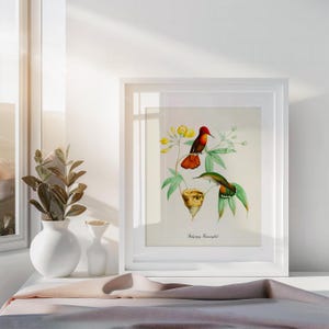 Ruby-topaz Hummingbird Print, Bird Art Print, Bird Art, Bird Poster ...