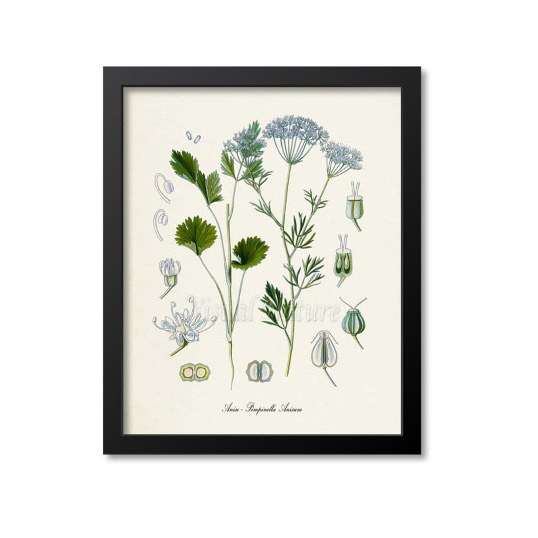 Anise Botanical Print, Anise Botanical Art Print, Anise Wall Art, Anise ...