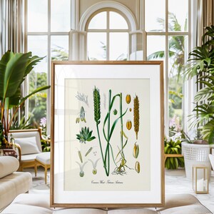 Wheat Botanical Print, Wheat Botanical Art Print, Wheat Wall Art, Wheat ...