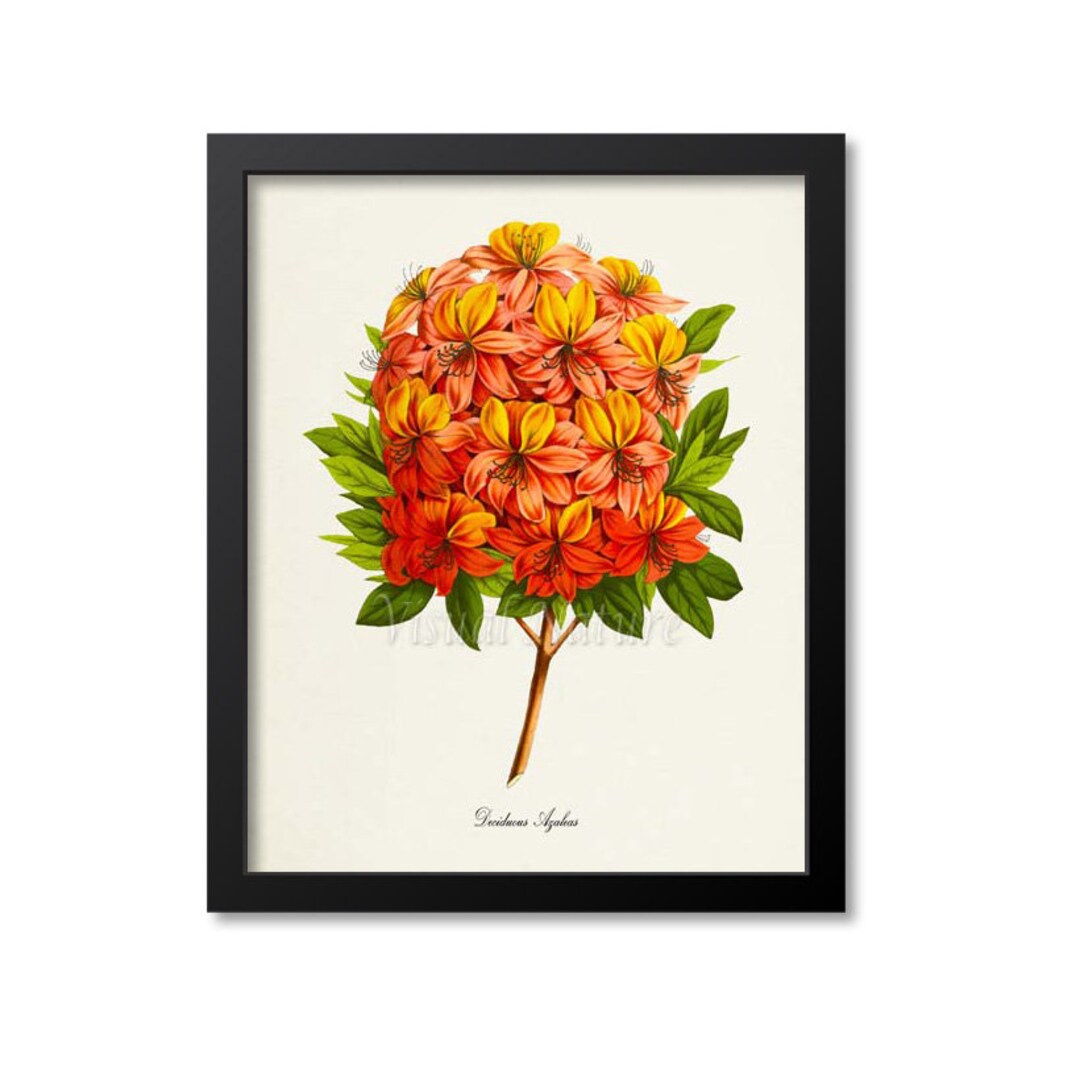 Deciduous Azaleas Flower Art Print, Botanical Art Print, Flower Wall ...