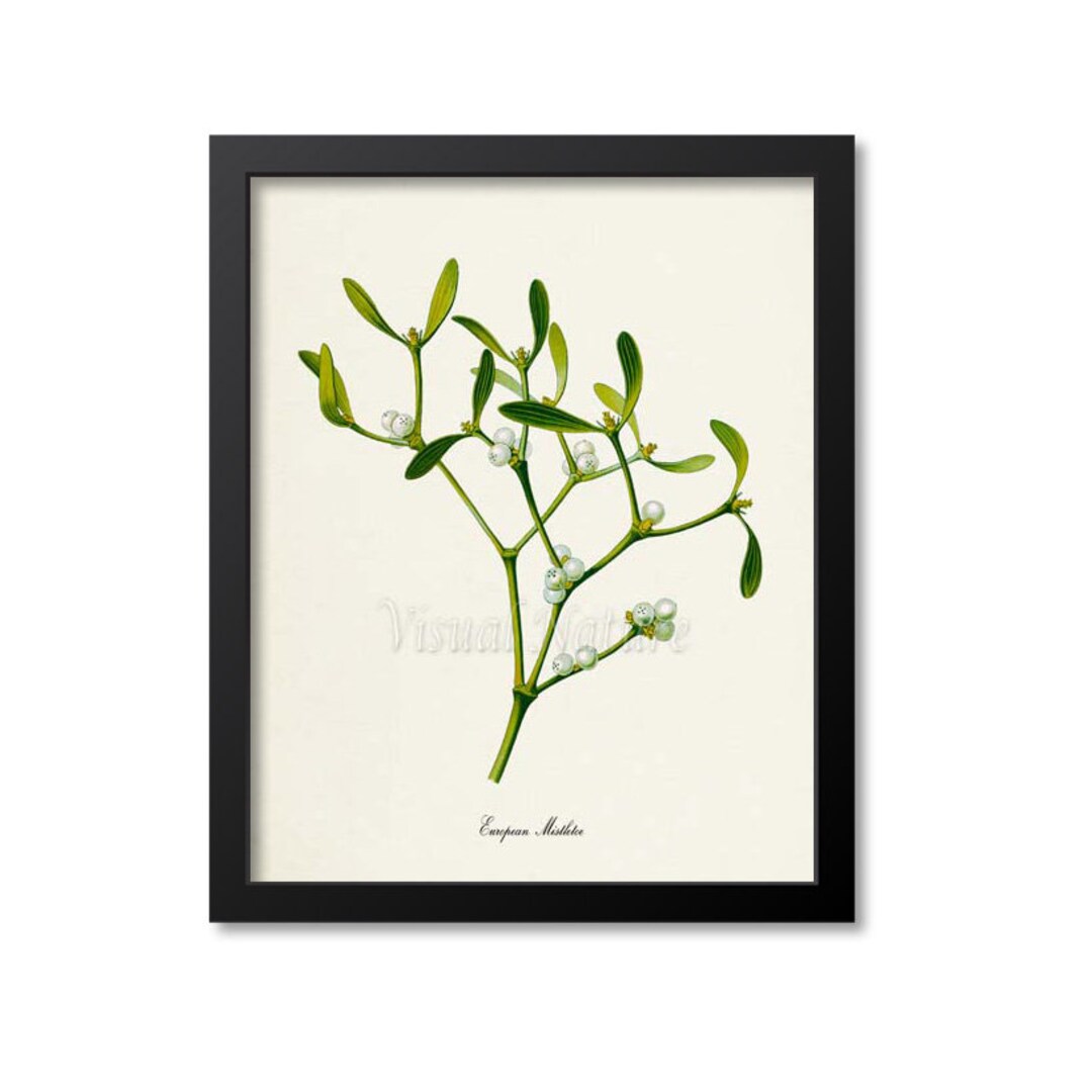 European Mistletoe Art Print, Botanical Art Print, Wall Art, Botanical ...