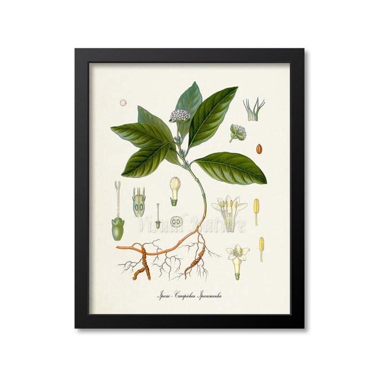 Ipecac Botanical Print, Ipecac Botanical Art Print, Ipecac Wall Art ...