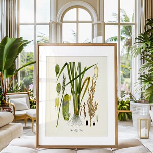 Rice Botanical Print, Rice Botanical Art Print, Rice Wall Art, Rice ...