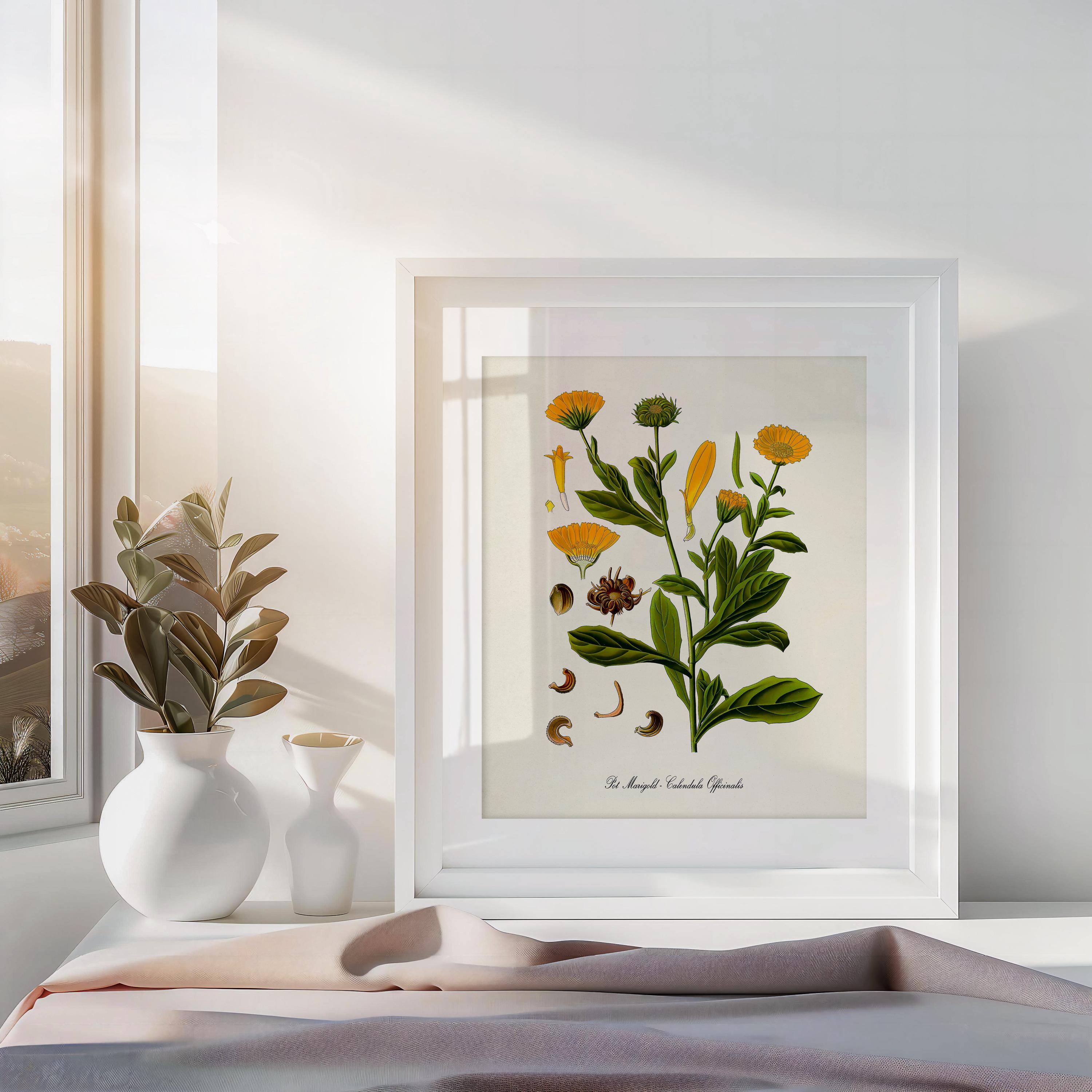 Pot Marigold Botanical Print, Marigold Botanical Art Print, Marigold ...