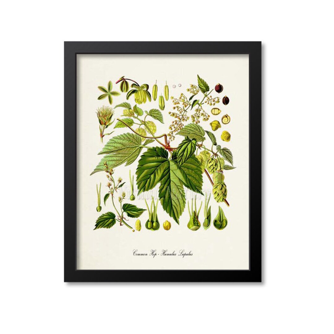 Common Hop Botanical Print, Hops Botanical Art Print, Beer Brewing Art ...