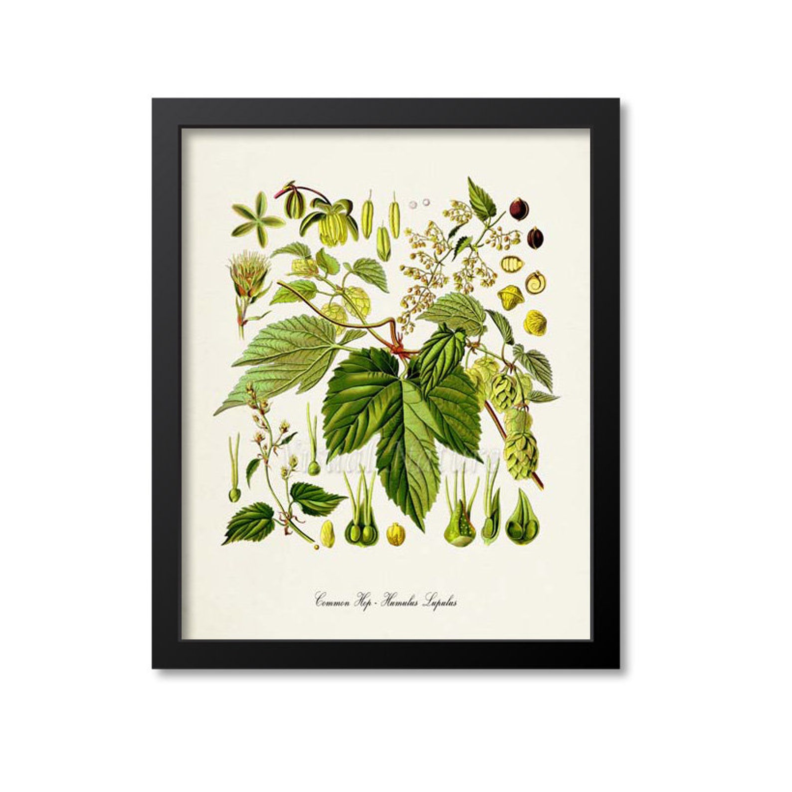 Common Hop Botanical Print Hops Botanical Art Print Beer - Etsy