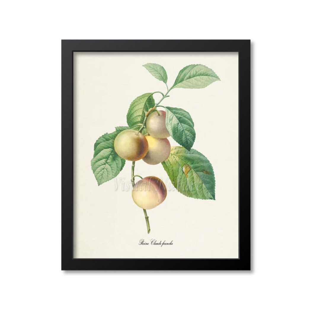 Plum Botanical Print, Plum Art Print, Plum Wall Art, Fruit Art, Fruit ...