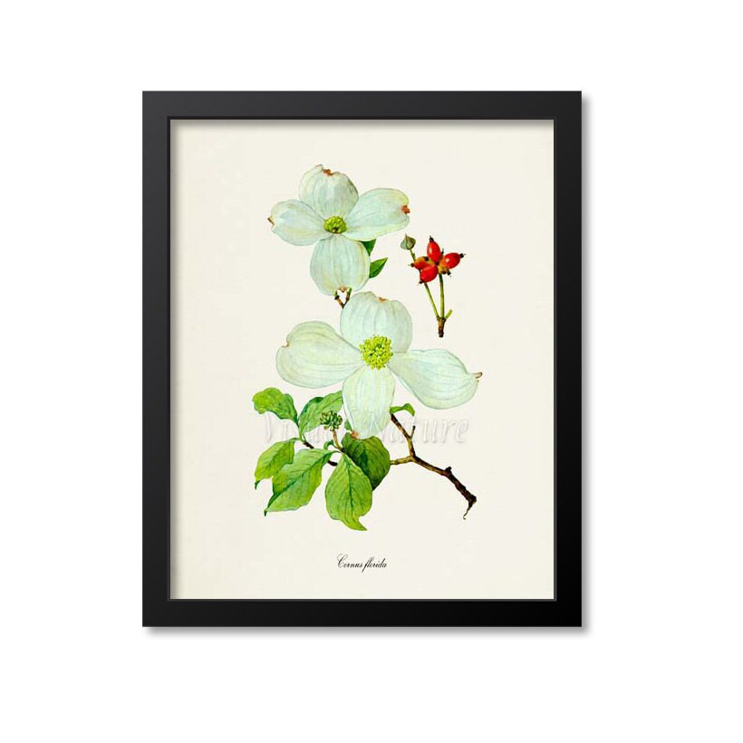 Dogwood Flower Art Print Botanical Art Print Flower Wall | Etsy