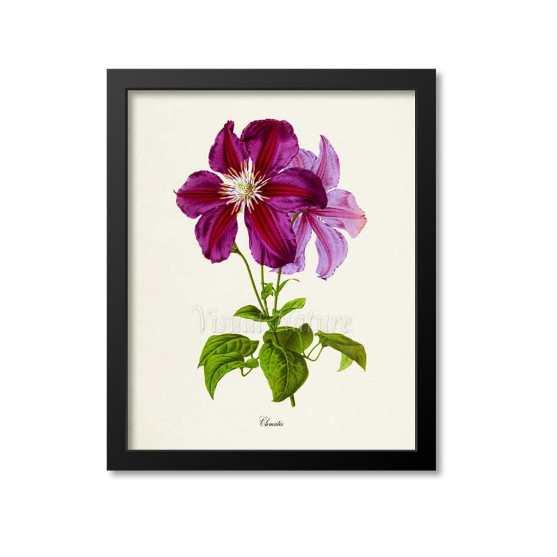 Clematis Flower Art Print, Botanical Art Print, Flower Wall Art, Flower ...