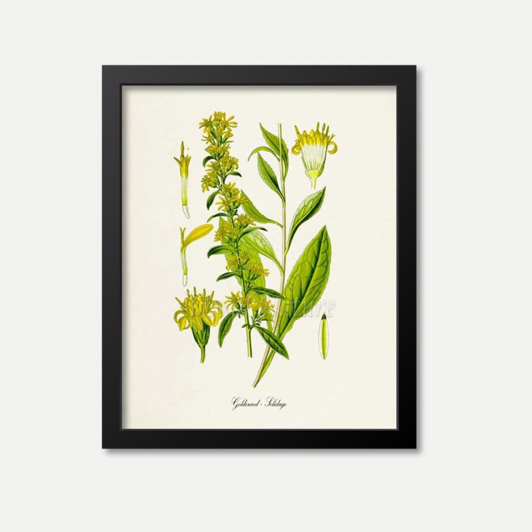 Goldenrod Flower Art Print, Botanical Art Print, Flower Wall Art ...