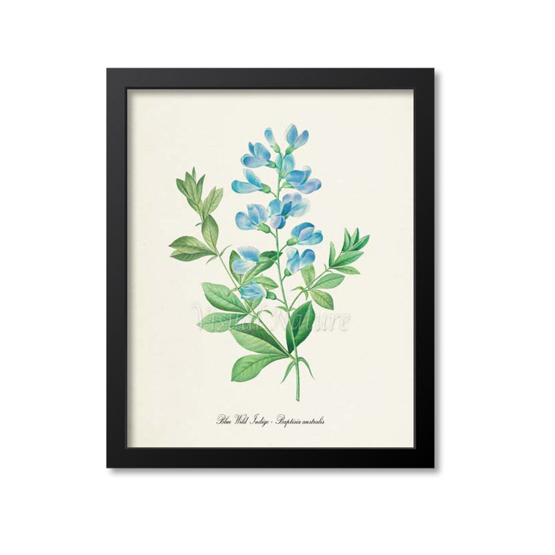 Blue Wild Indigo Botanical Print, Flower Wall Art, Botanical Art Print ...