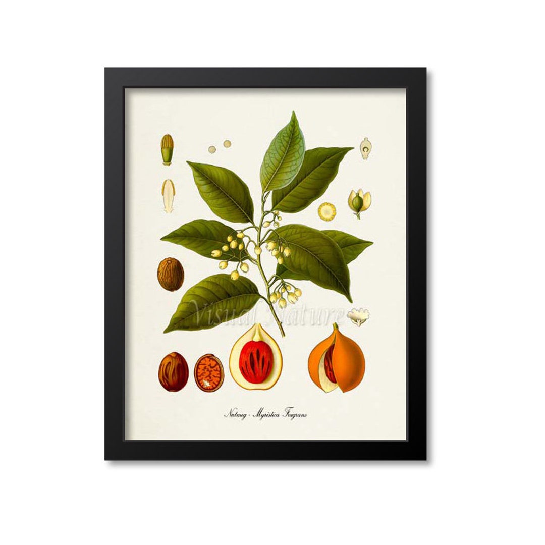 Nutmeg Botanical Print, Nutmeg Botanical Art Print, Nutmeg Wall Art ...