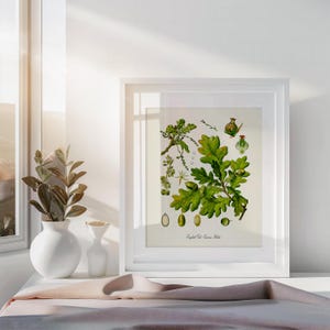 English Oak Botanical Print, English Oak Botanical Art Print, English ...