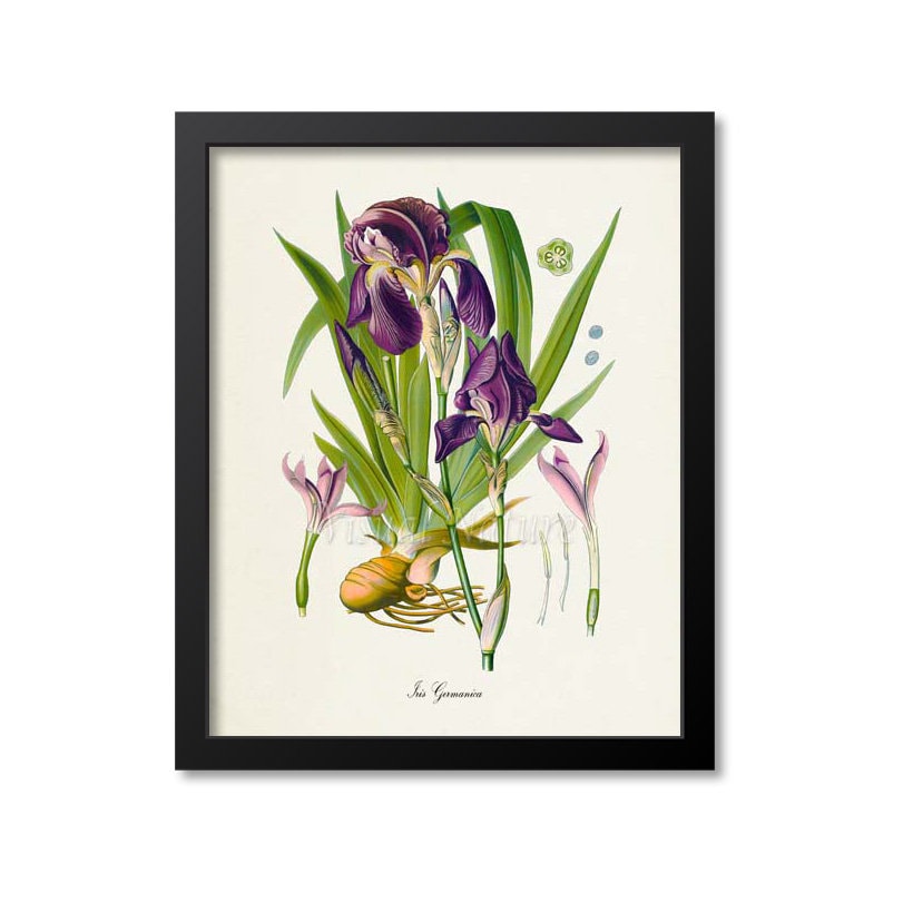 Iris Germanica Botanical Print Iris Botanical Art Print Iris - Etsy