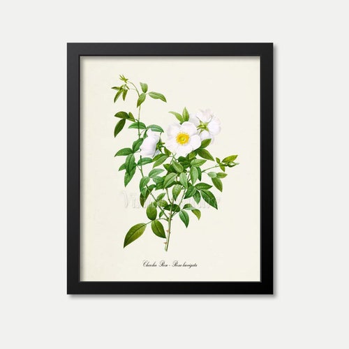 Georgia Art Print Georgia State Flower Cherokee Rose Georgia - Etsy