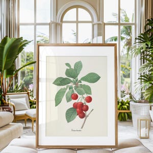 Cherry Botanical Print, Cherry Art Print, Fruit Art, Fruit Print ...