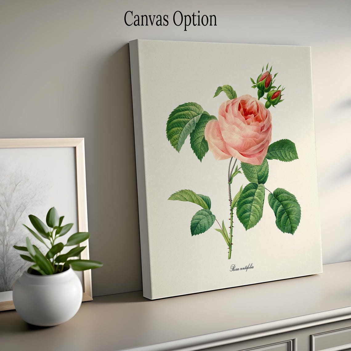 Provence Rose Flower Art Print, Rose Botanical Art Print, Flower Print ...