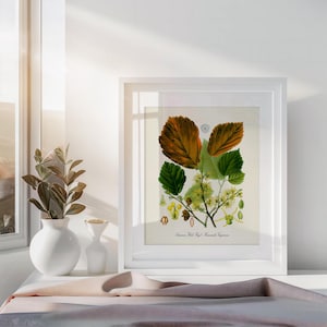 American Witch Hazel Botanical Print, American Witch Hazel Botanical ...