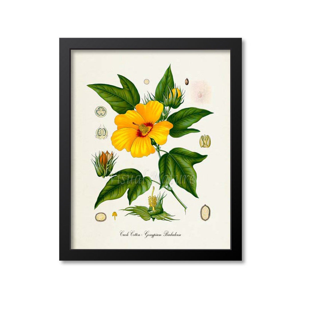Creole Cotton Botanical Print, Creole Cotton Botanical Art Print ...