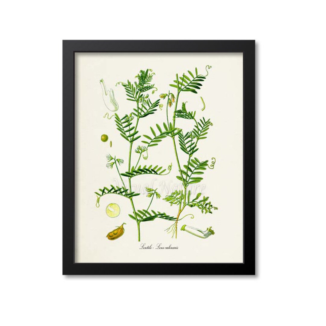 Lentils Botanical Print, Lentils Botanical Art Print, Lentils Wall Art ...