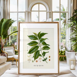 Coffee Botanical Print, Coffee Botanical Art Print, Coffee Bean ...