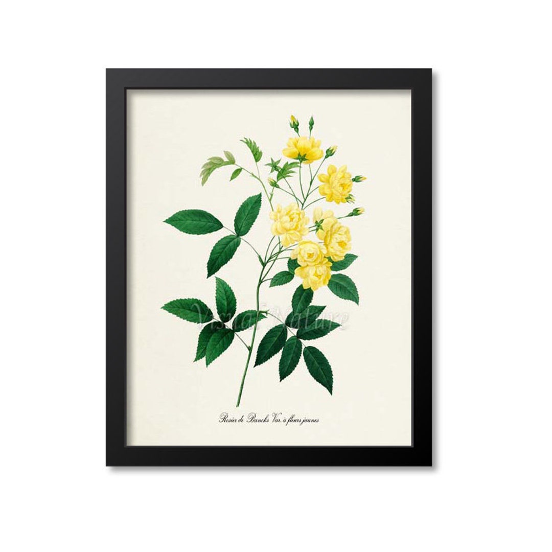 Yellow Rose Flower Art Print, Rose Botanical Art Print, Wall Art ...
