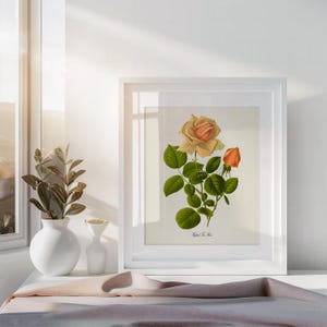 Hybrid Tea Rose Flower Art Print, Botanical Art Print, Flower Wall Art ...