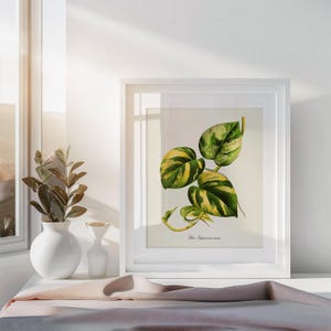 Pothos Art Print, Botanical Art Print, Pothos Plant Wall Art, Botanical ...