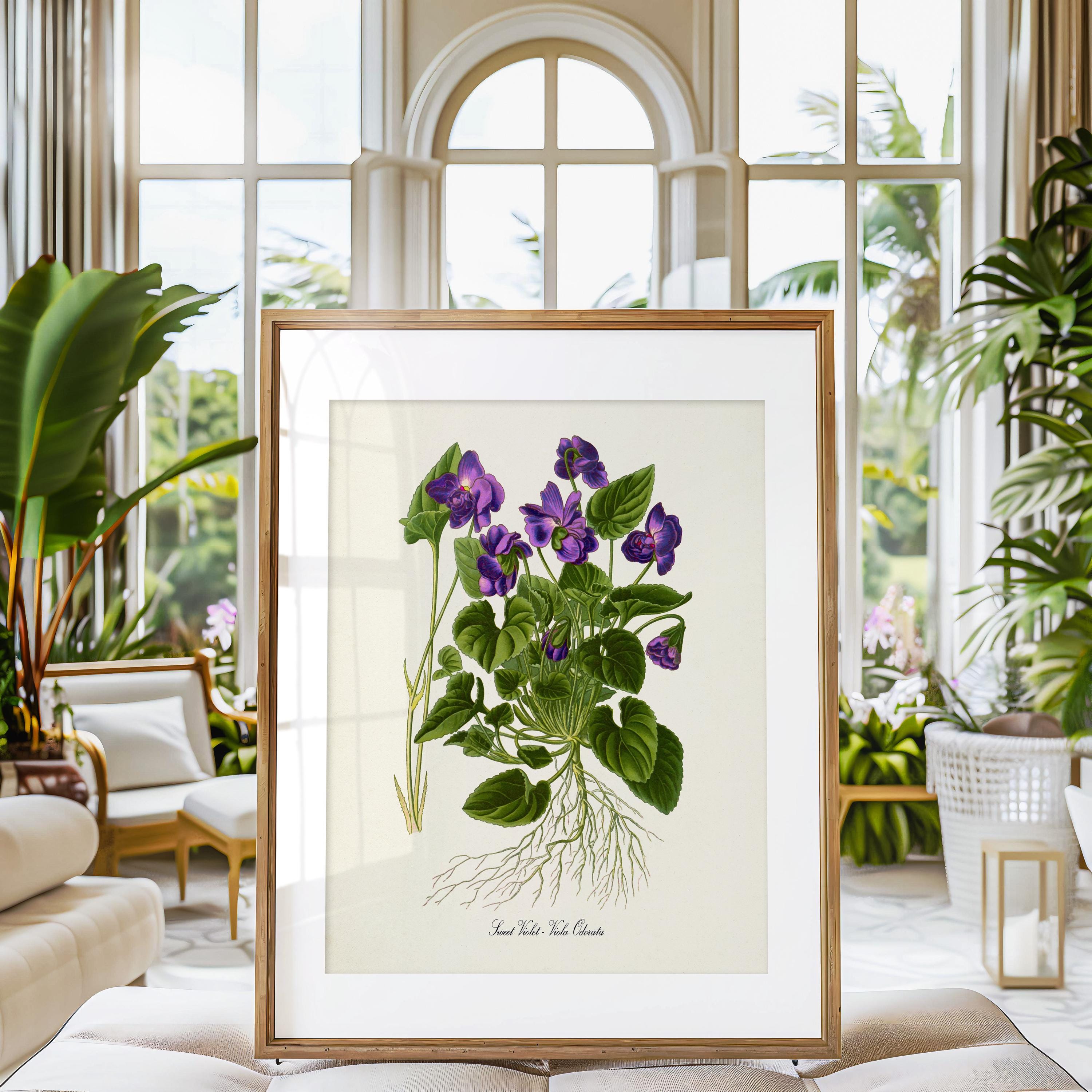 Violet Flower Art Print, Sweet Violet Botanical Art Print, Wall Art ...