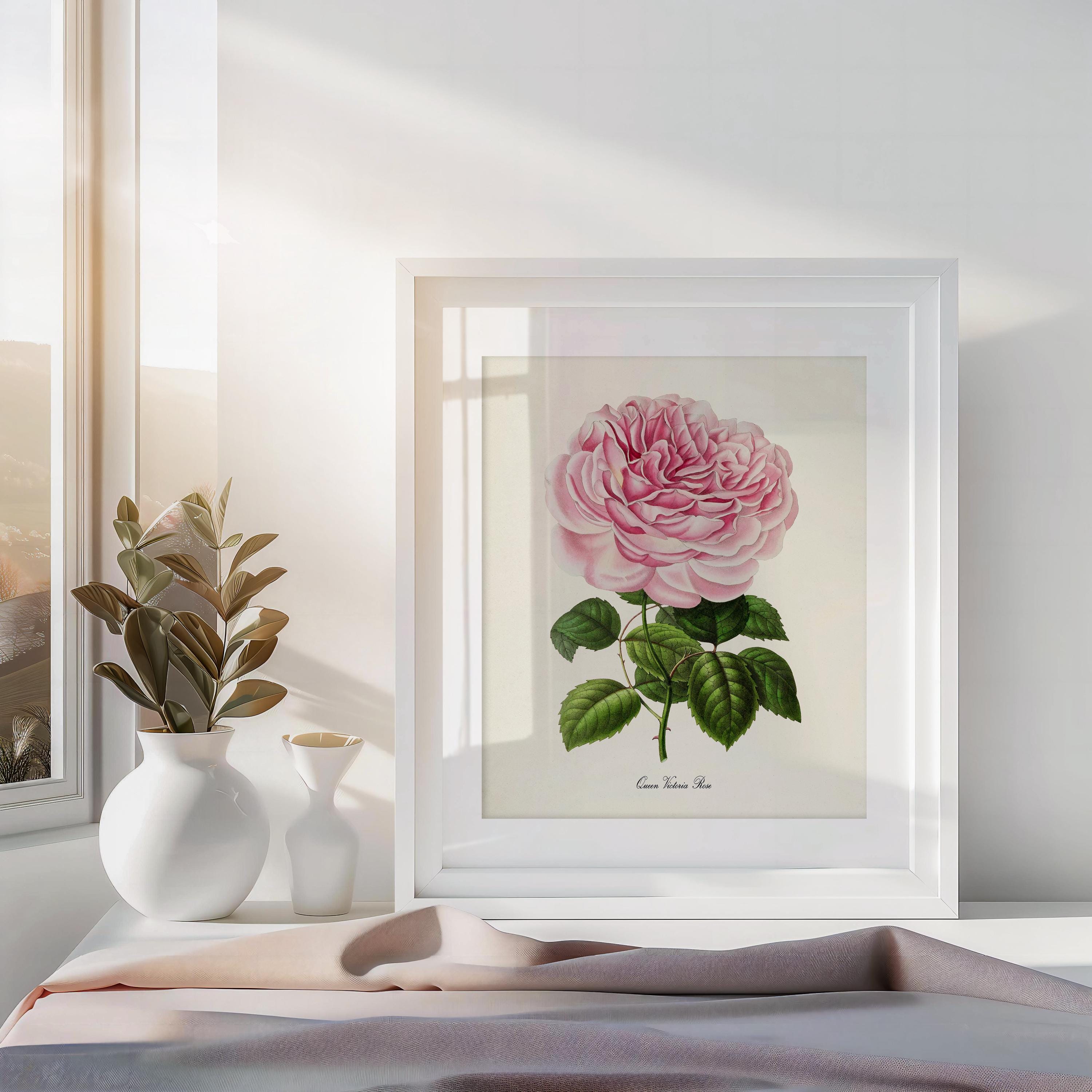Queen Victoria Rose Flower Art Print, Rose Botanical Art Print, Flower ...