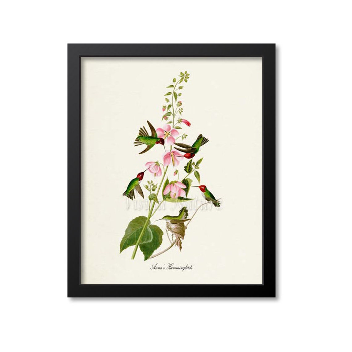 Anna's Hummingbirds Print, Bird Art Print, Bird Art, Bird Poster ...