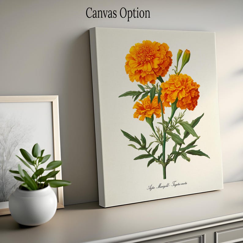 Aztec Marigold Botanical Print, Marigold Botanical Art Print, Marigold ...