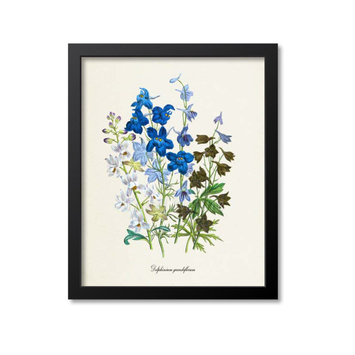 Siberian Larkspur Botanical Print, Siberian Larkspur Botanical Art ...