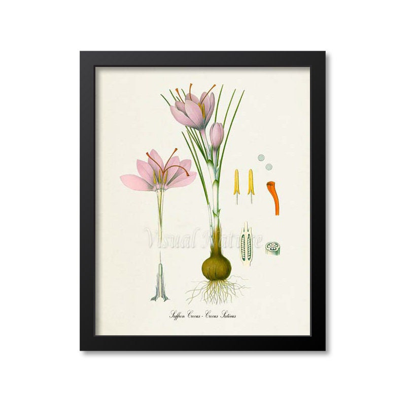 Saffron Crocus Botanical Print, Crocus Botanical Art Print, Crocus Wall ...