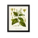 Cinnamon Botanical Print, Cinnamon Botanical Art Print, Cinnamon Wall ...