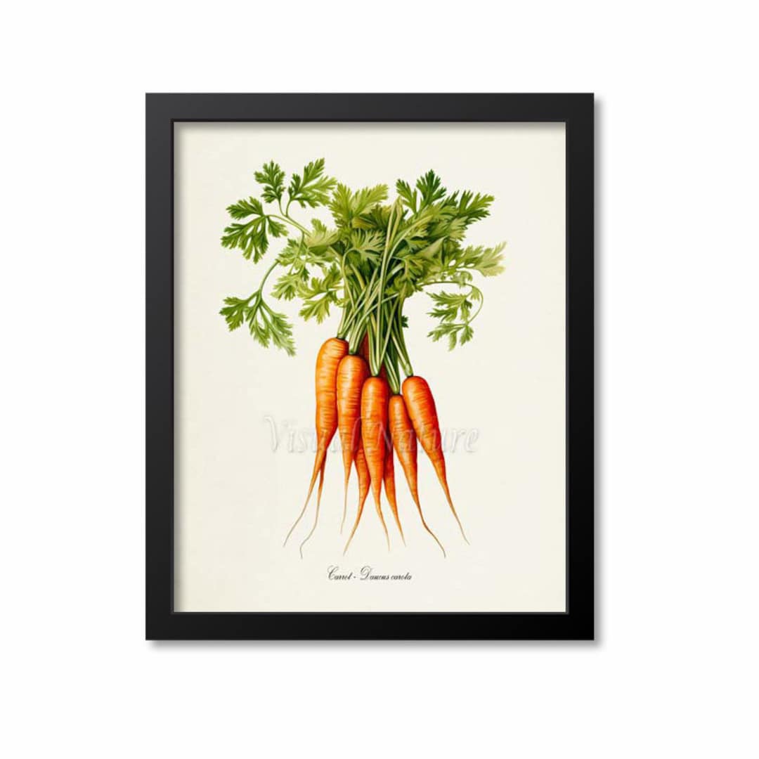 Carrot Botanical Print, Carrot Botanical Art Print, Carrot Wall Art ...