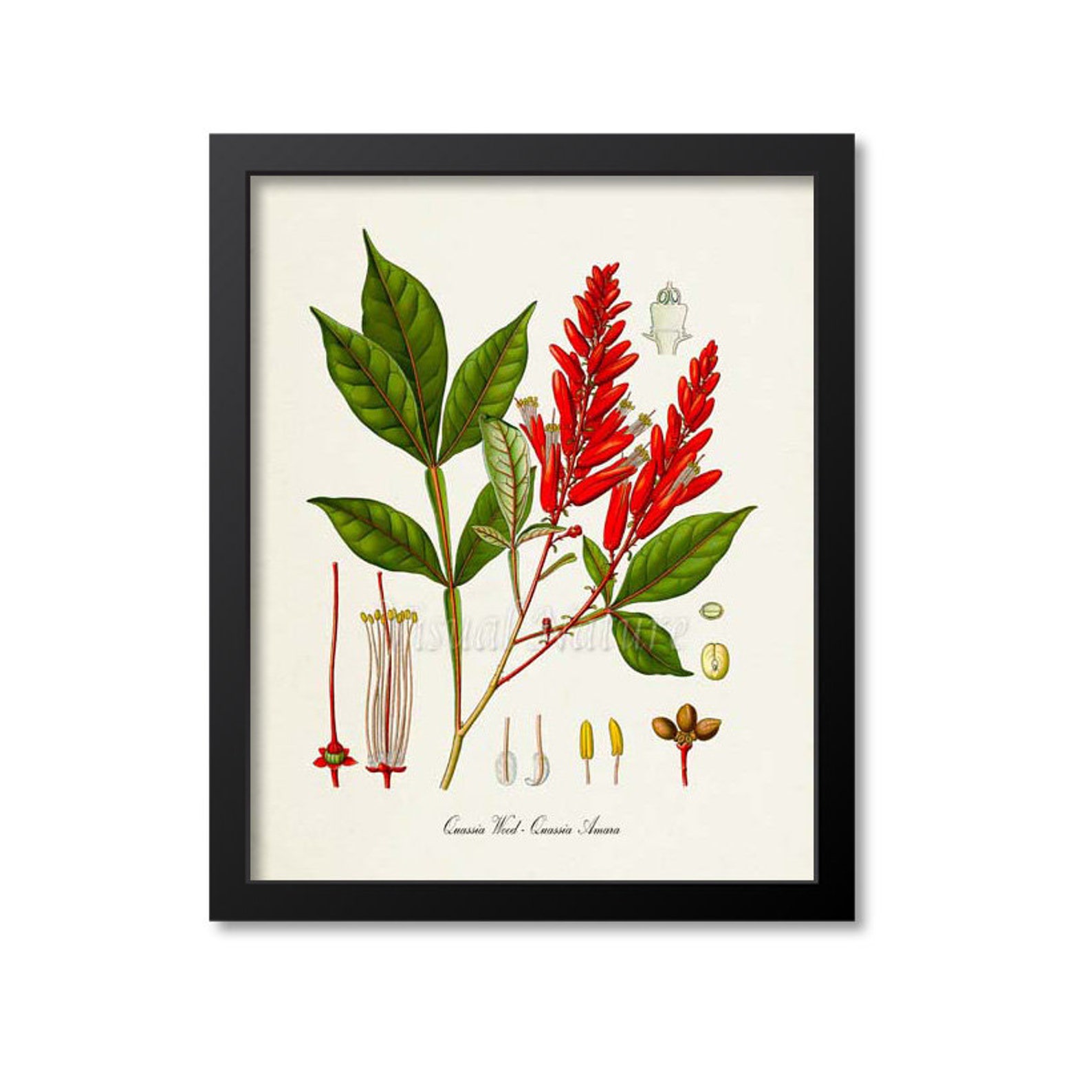 Quassia Wood Botanical Print Quassia Wood Botanical Art - Etsy