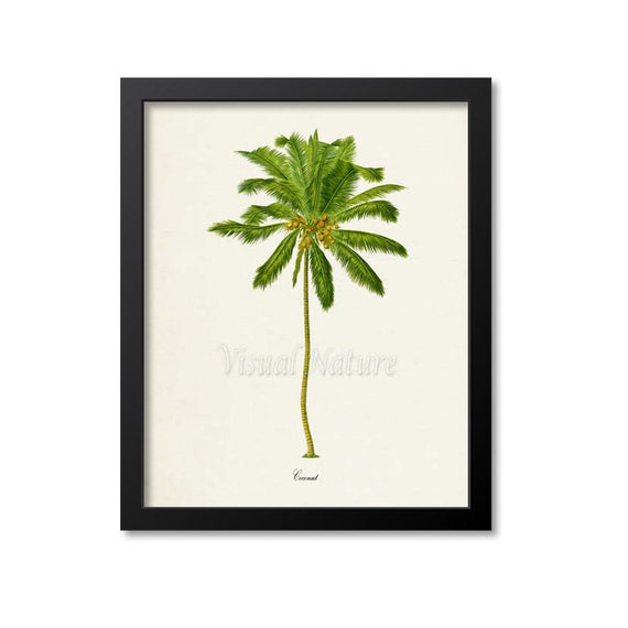 Coconut Tree Art Print Coconut Tree Coconut Botanical Art - Etsy