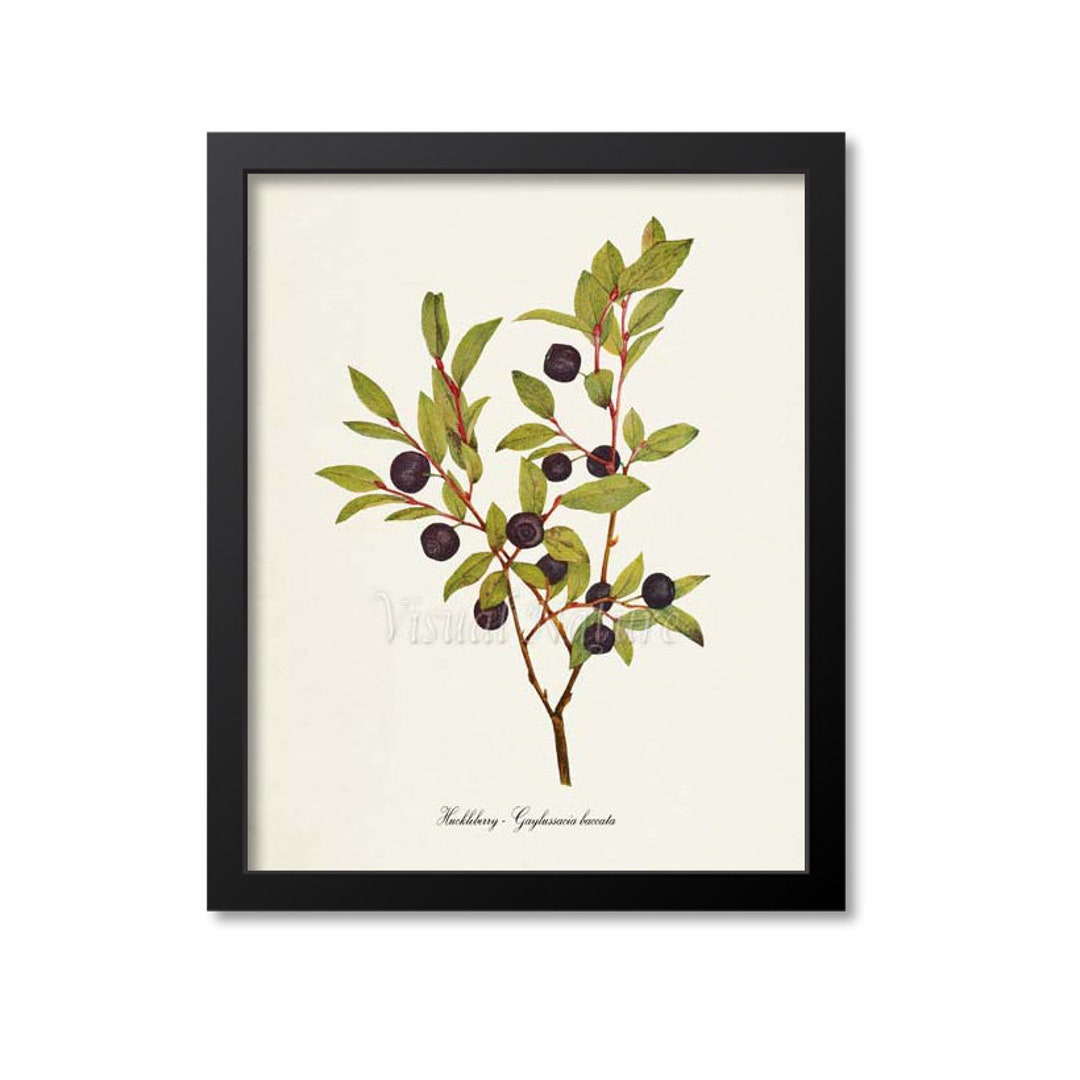 Huckleberry Botanical Print, Huckleberry Wall Art Print, Fruit Art ...