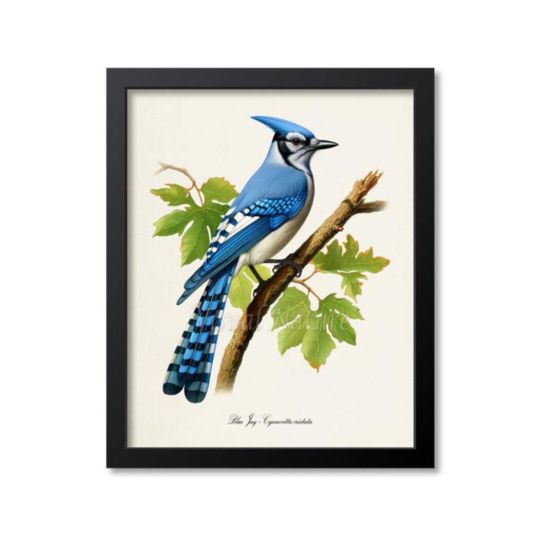 Blue Jay Bird Print, Bird Art Print, Bird Art, Blue Jay Wall Art Bird ...