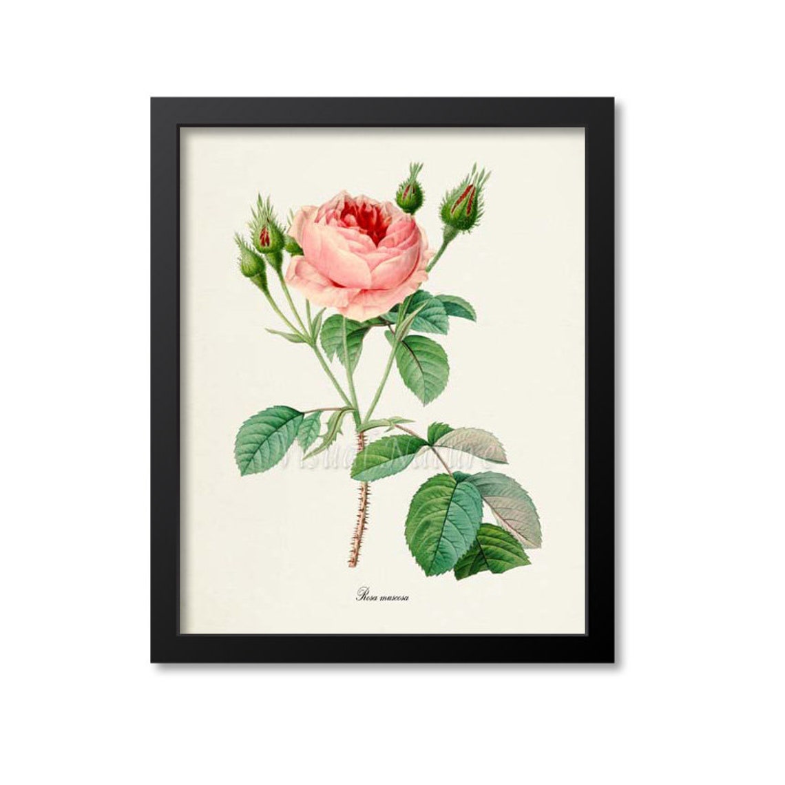 Moss Rose Flower Art Print Rose Botanical Art Print Flower - Etsy