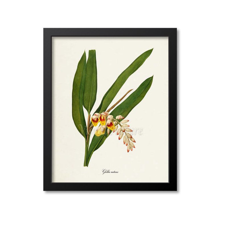 Shell Ginger Flower Art Print, Pink-porcelain Lily Botanical Art Print ...