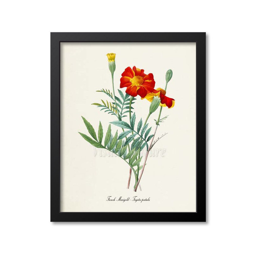 French Marigold Botanical Print, Marigold Botanical Art Print, Marigold ...